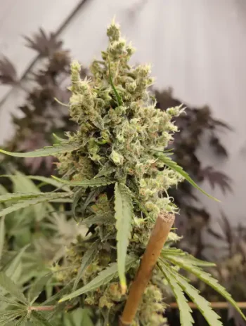 Buy Cannabis Seeds Online | Premium Feminized & Autoflower Strains ...